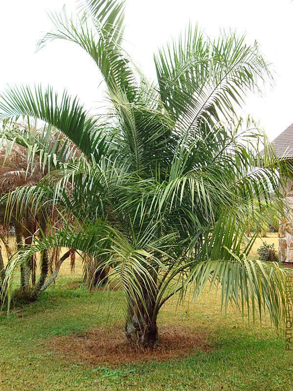 Butia x Syagrus Romanzoffiana “Mule Palm” | Premier Growers, Inc ...