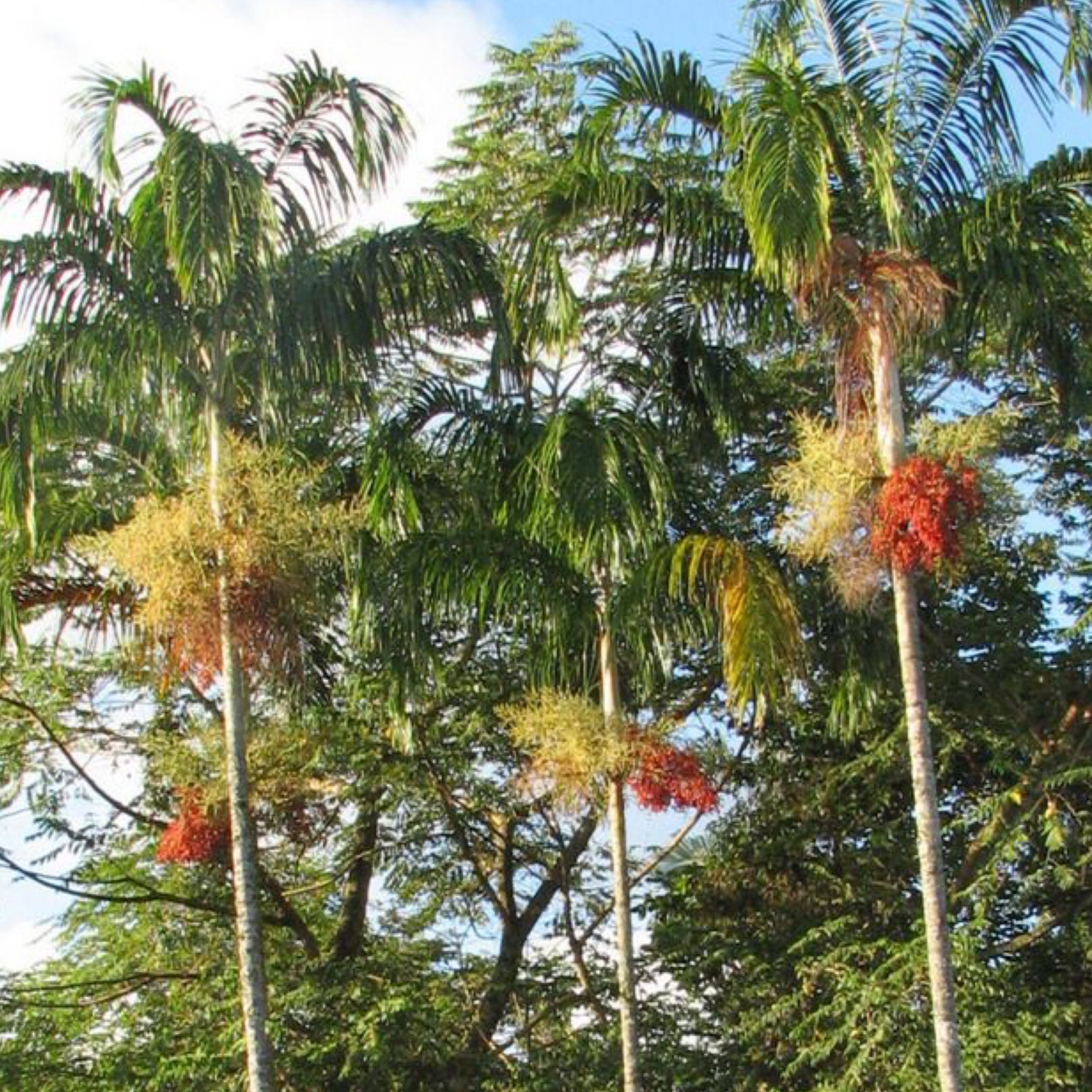 Carpentaria Acuminata “Carpentaria Palm” | Premier Growers, Inc ...