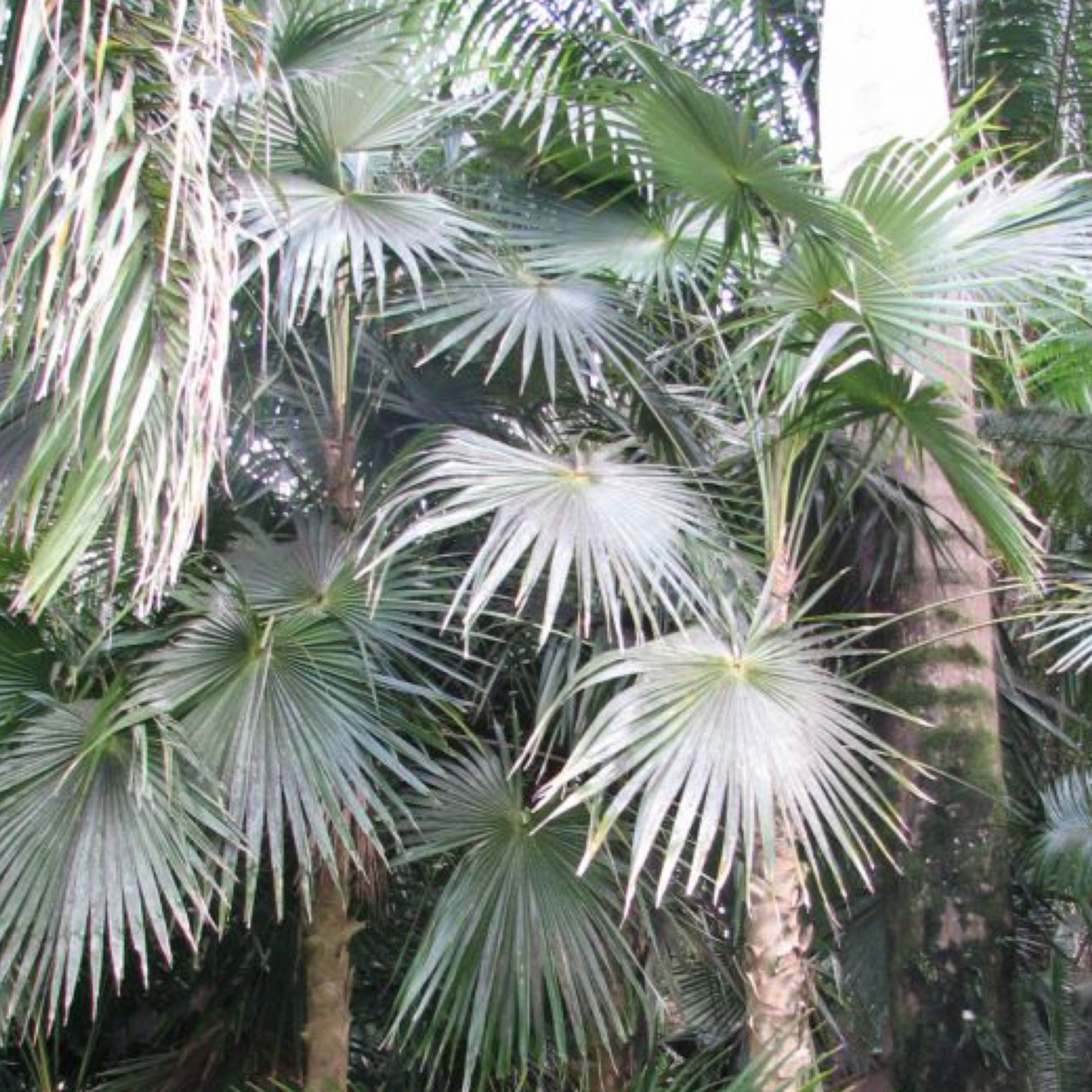 Rare Trees In Puerto Rico
