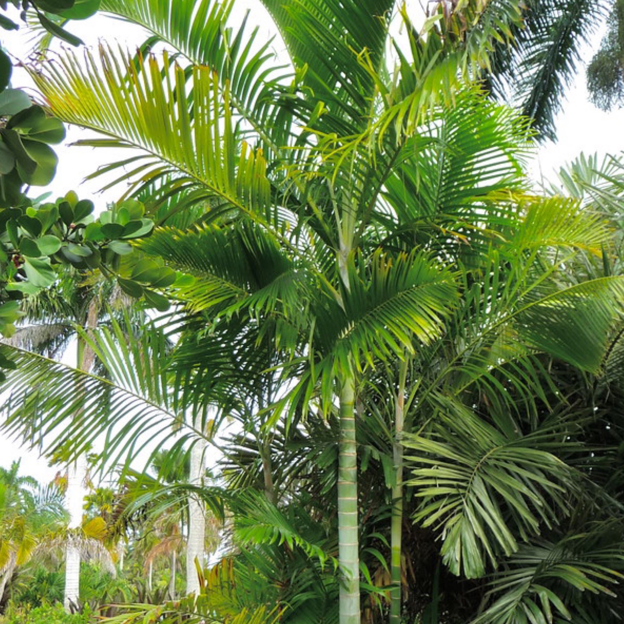 Dypsis Pembana