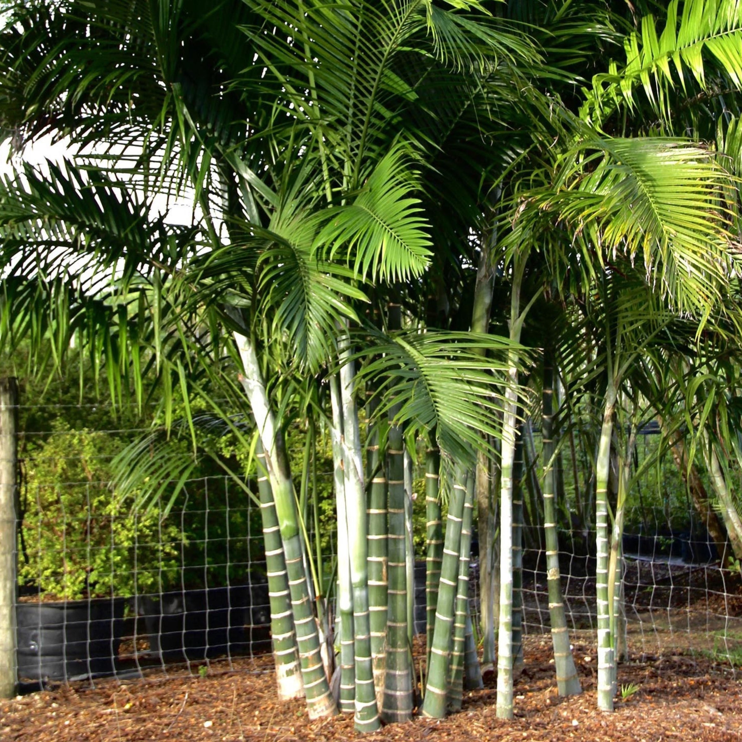 Dypsis Cabadae